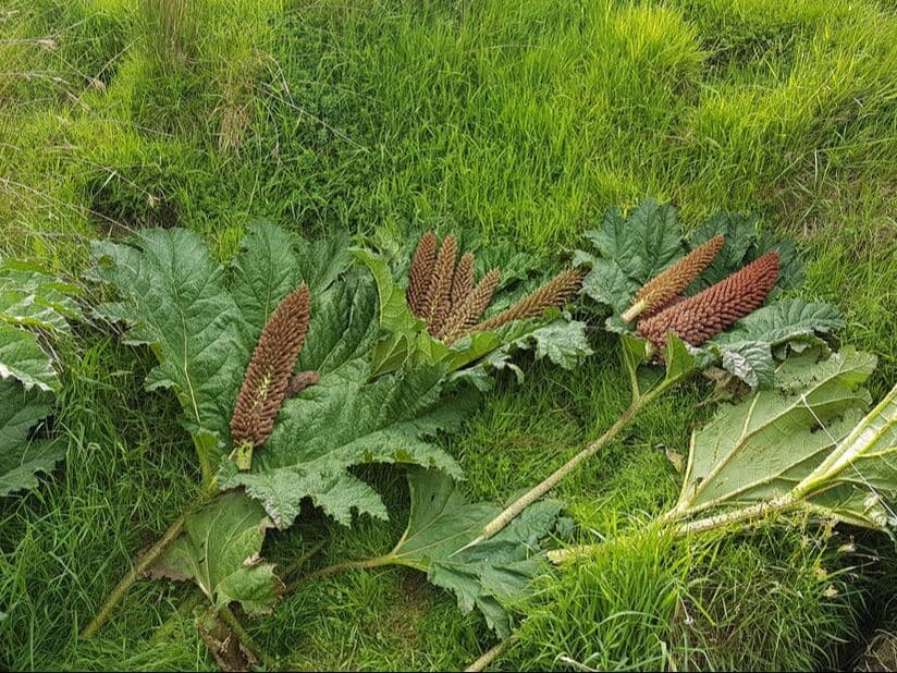 New Zealand Projects | KAITIAKI O TE NGAHERE | Contact Us