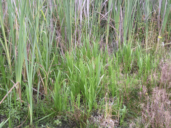 Reed Sweetgrass, Marlborough | KAITIAKI O NGAHERE | Projects