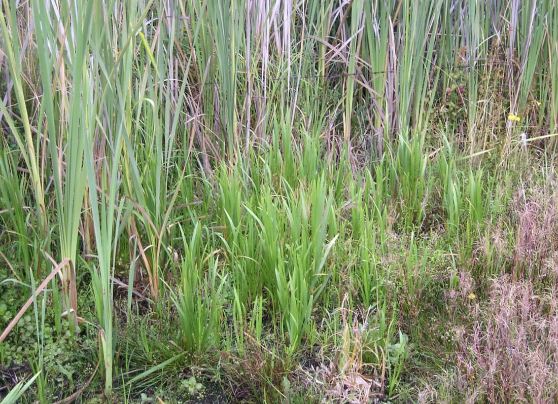 Reed Sweetgrass, Marlborough | KAITIAKI O NGAHERE | Projects